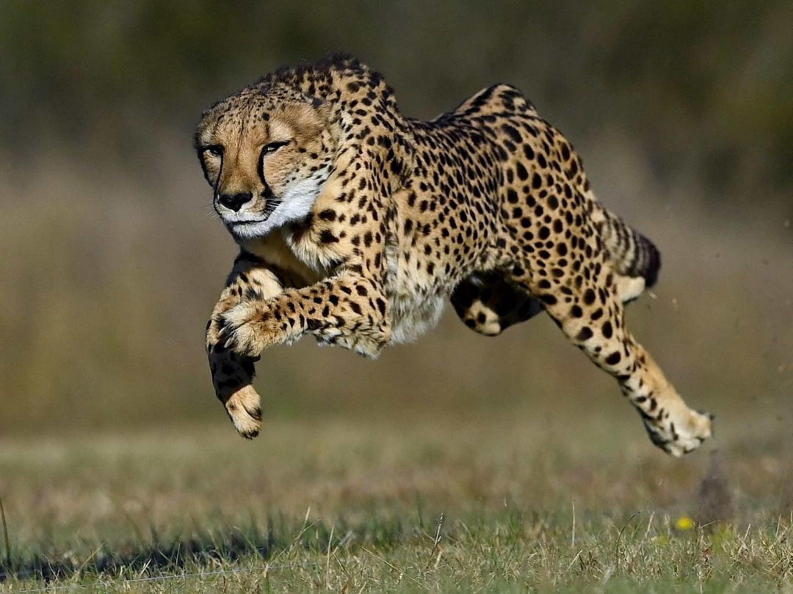 Why Cheetahs Have Tear Marks and Nine Other Mind-Blowing Facts This ...