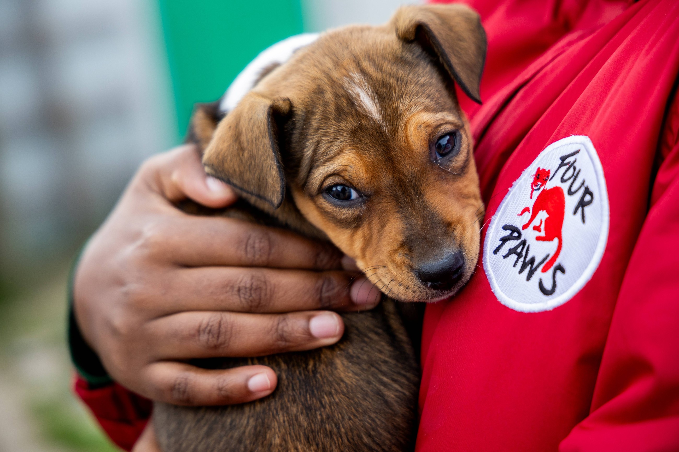Celebrating the Unbreakable Bond - Dogs as Companions and Our ...