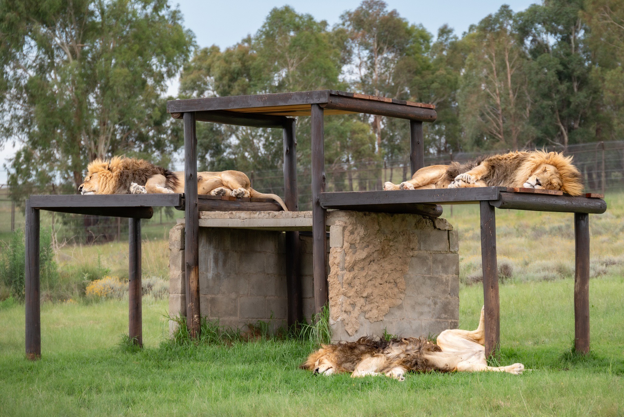 Brotherhood Over Bloodlines - The Untold Story of Male Lions ...