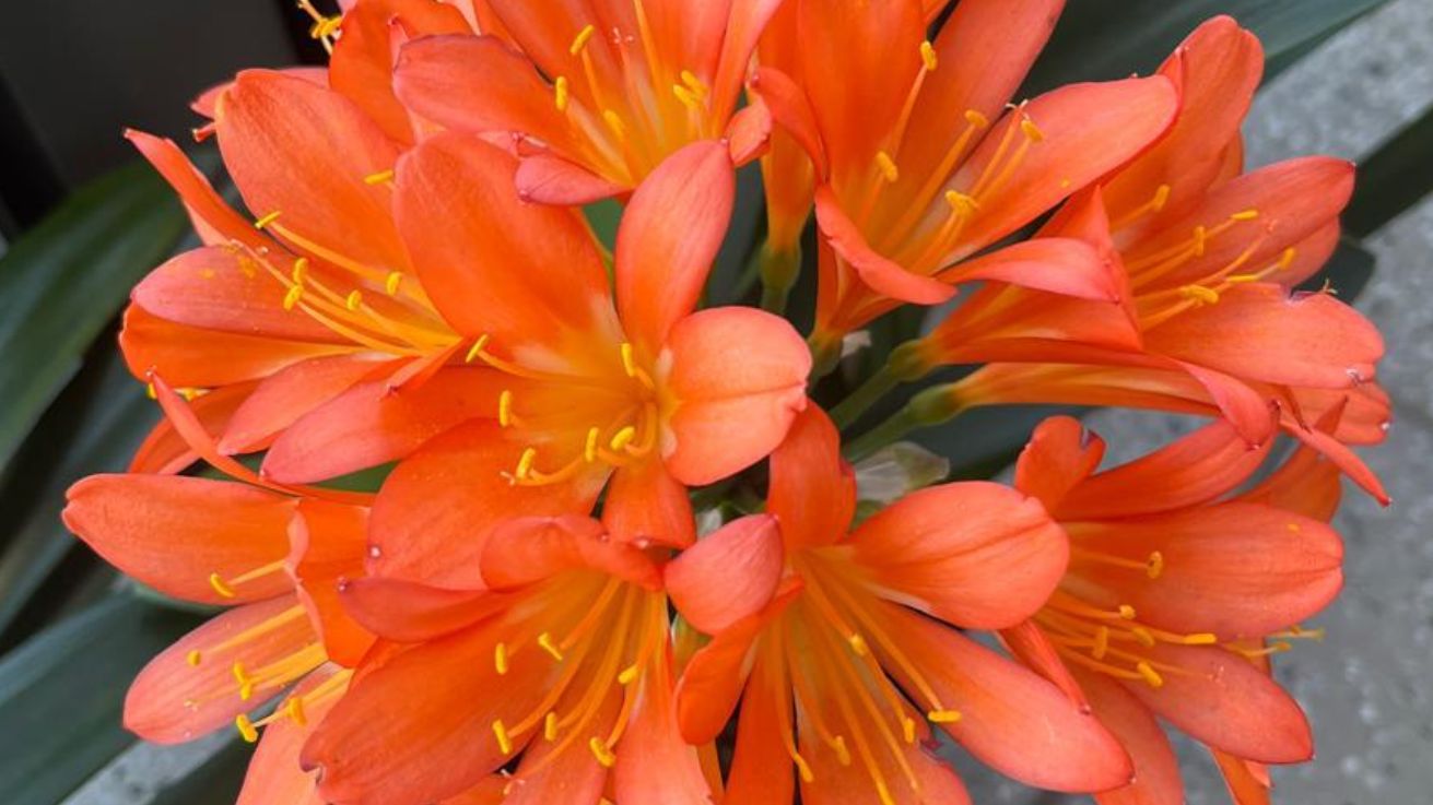 Hyde Park Corner Showcases Rare Clivia Varieties In Partnership With ...