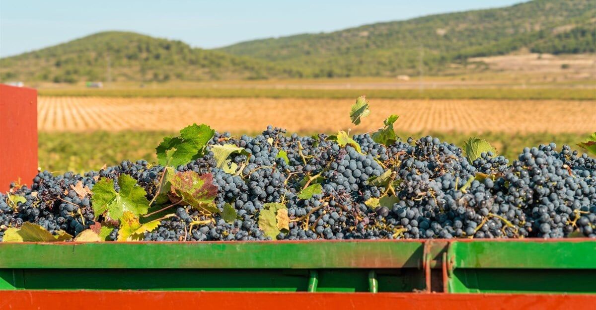 R195 Million Land Bank Fund Supports Transformation Of South Africa’s ...