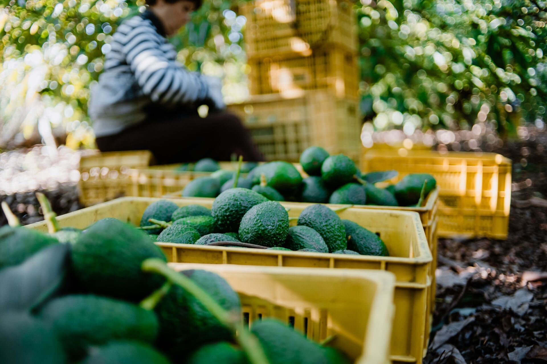 UNEARTHING TRUTHS The Reality of Conventional Farming vs Biological ...