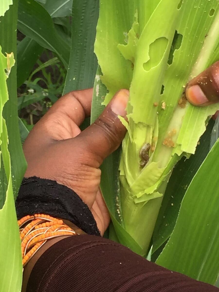 Track African Fall Armyworm with Russell IPM’s optimised Pheromone Lure ...