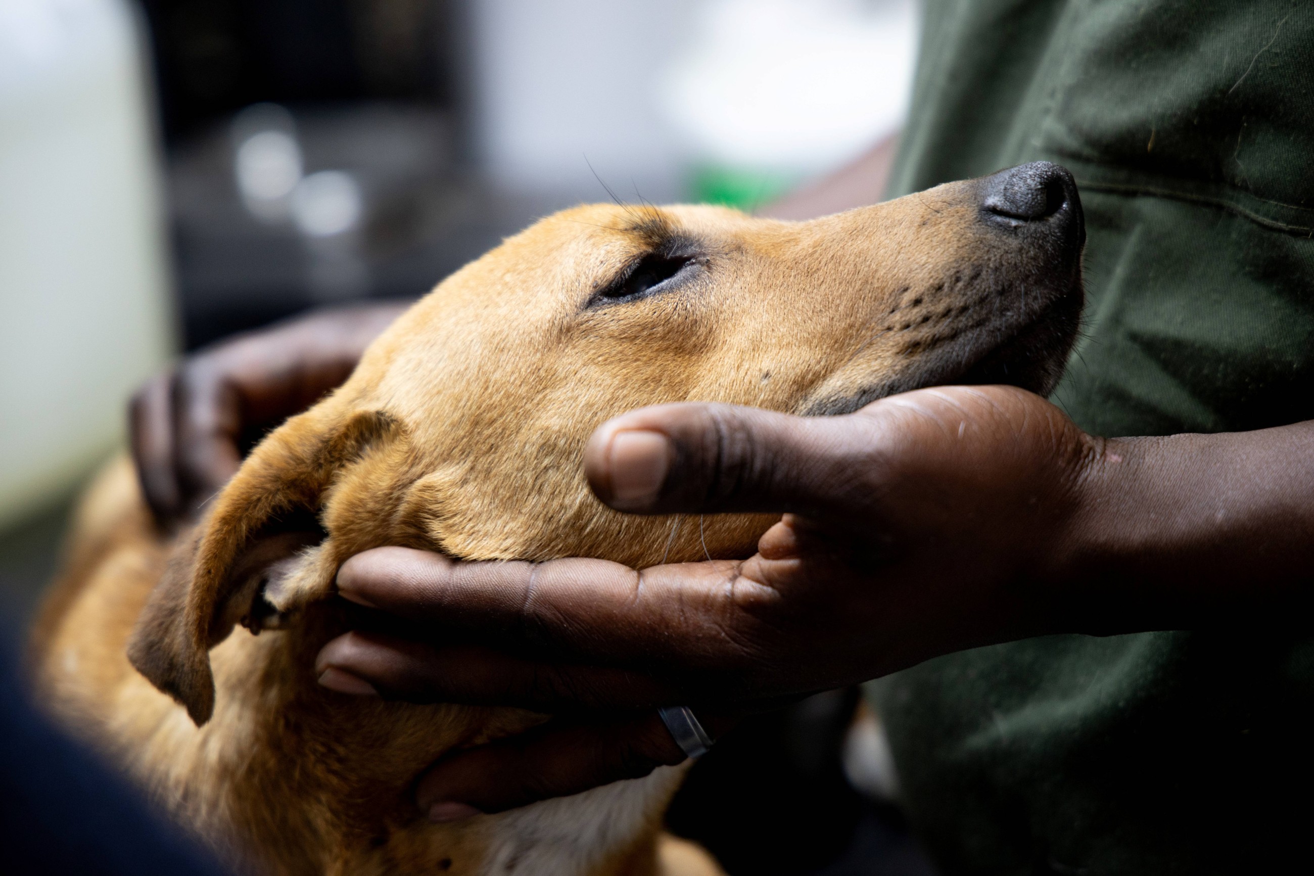 World Kindness Day - Mzansi Asked to Show Compassion for All Animals ...