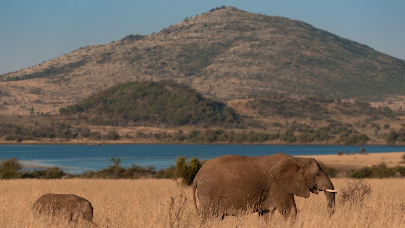 Major Upgrades At Pilanesberg National Park Trigger Concerns Over ...